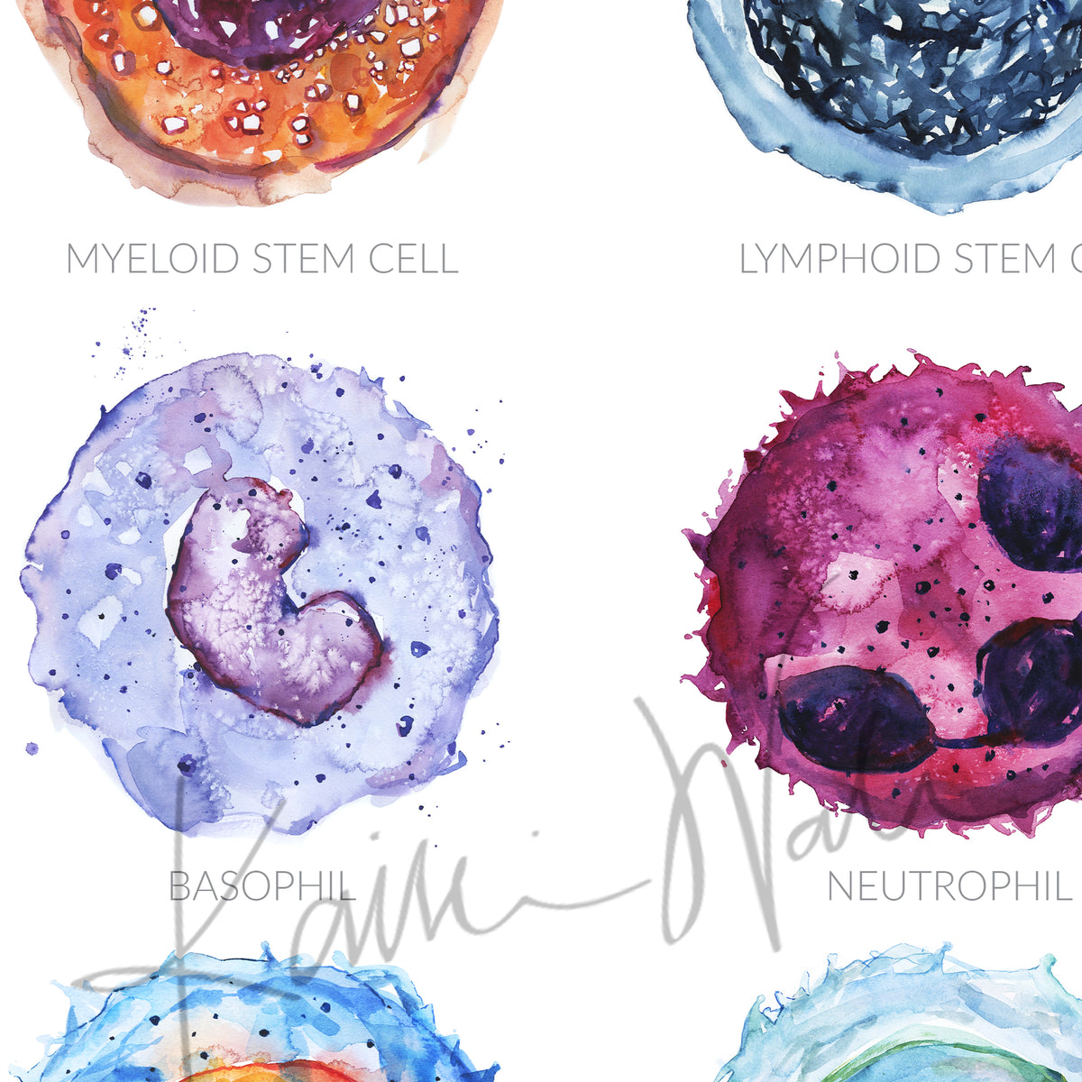 Cells Watercolor Poster – Lyon Road Art