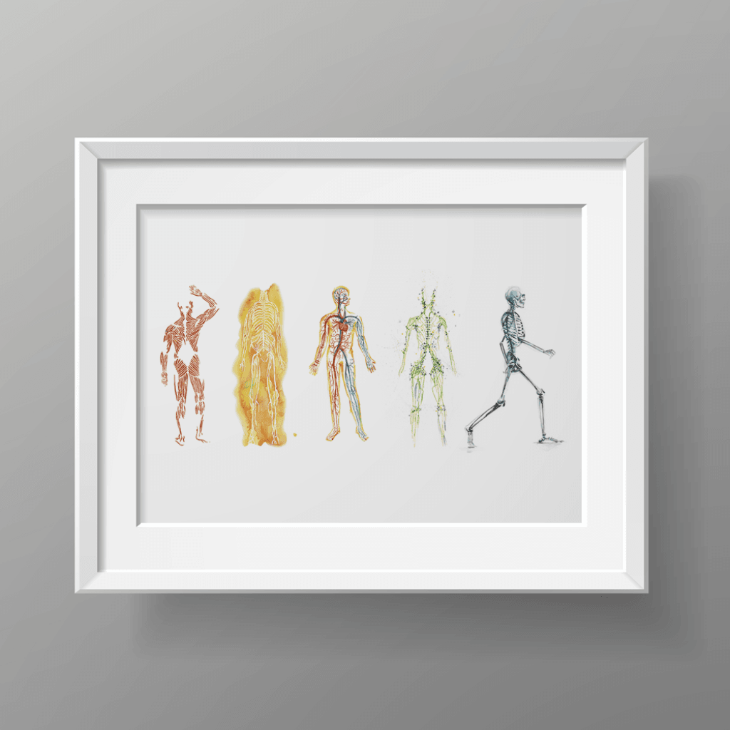 The Five Body Systems Watercolor Print – Lyon Road Art
