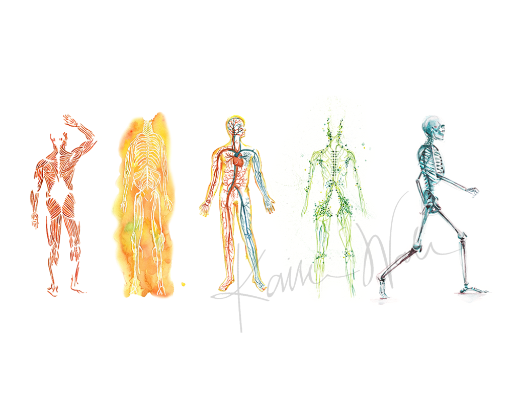 The Five Body Systems Watercolor Print – Lyon Road Art