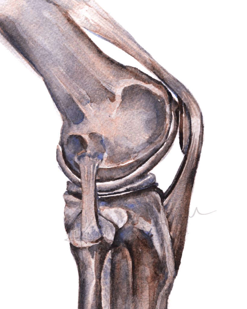 Knee Joint Anatomy Watercolor Print – Lyon Road Art