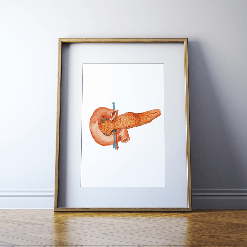 Anatomical Pancreas Watercolor Print | Anatomy Art Print – Lyon Road Art