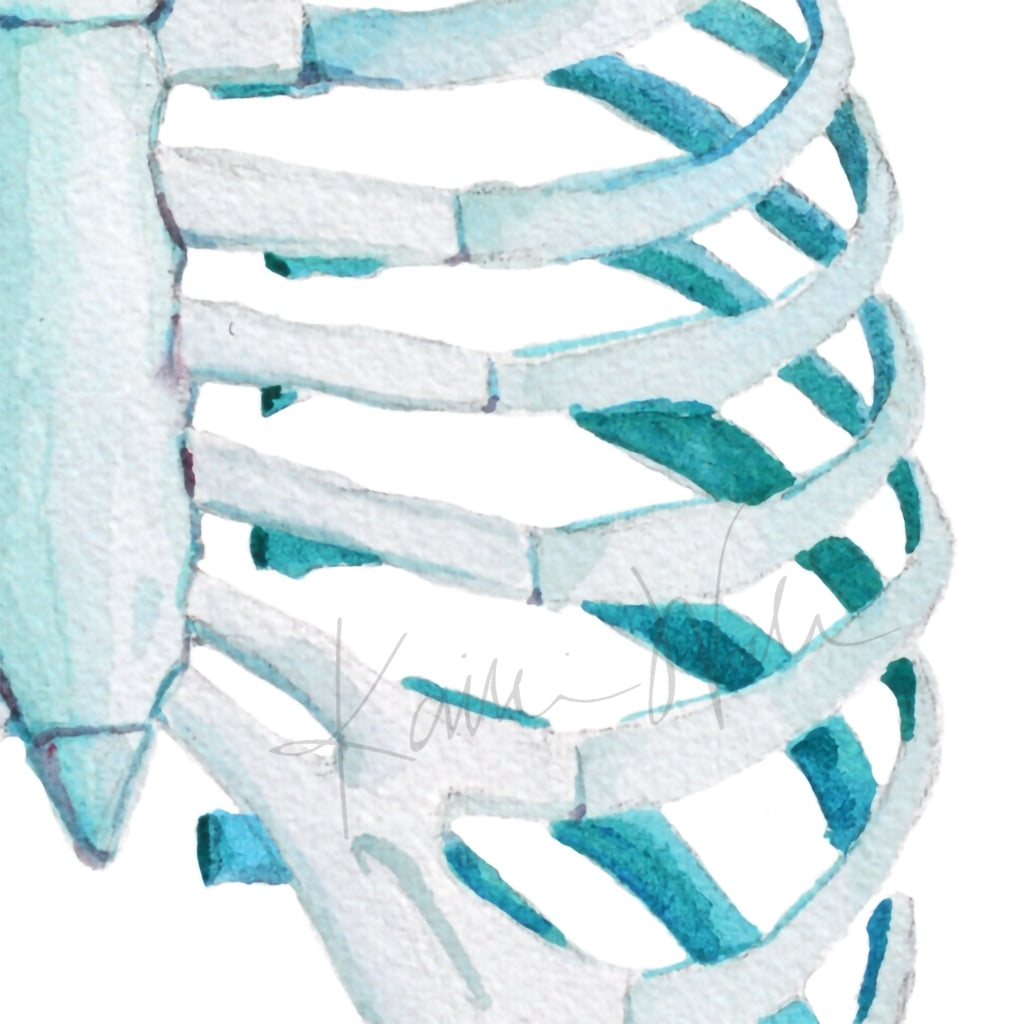 Rib Cage Watercolor Print – Lyon Road Art